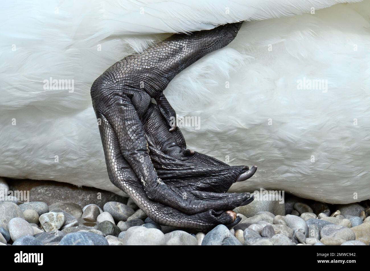 Angled black webbed foot of mute swan (Cygnus olor), scaly foot of Swan ...