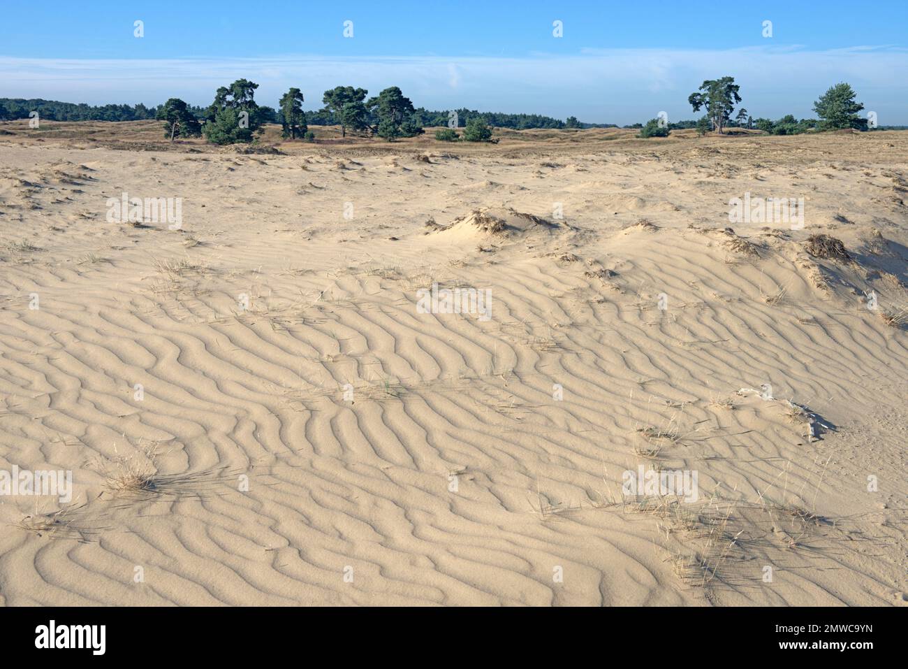 Erica park hi-res stock photography and images - Alamy