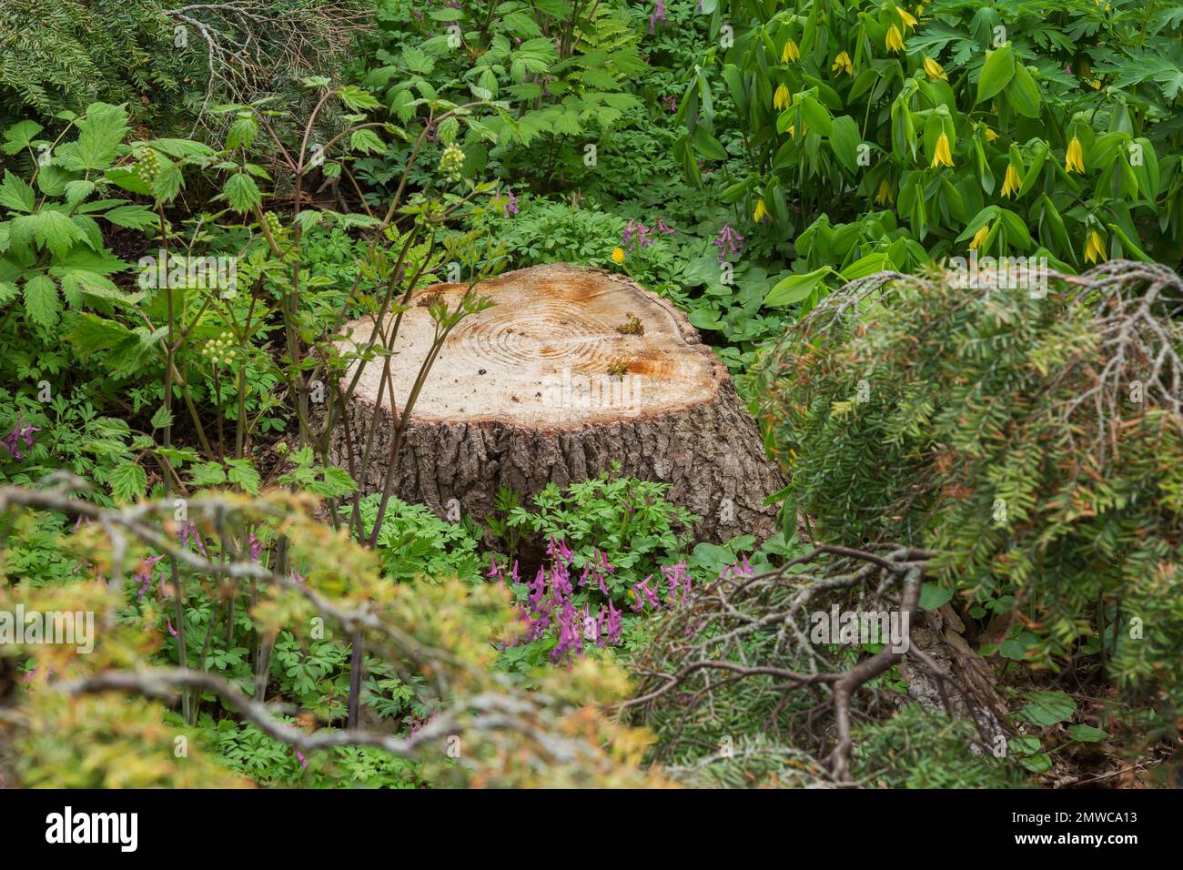 Cut tree stump in mixed border with rosy-pink Lathyrus vernus - Spring ...