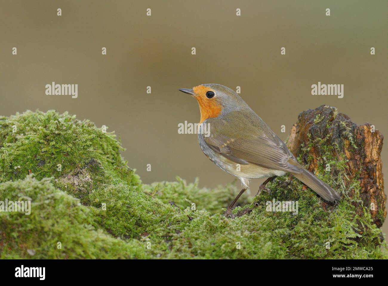 European robin (Erithacus rubecula) sitting on a moss-covered tree root ...