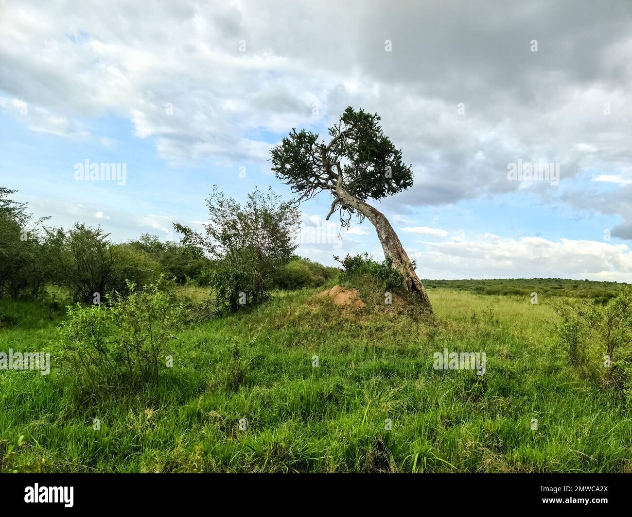 A lone tree in the typical savannah landscape in Kenya Stock Photo - Alamy