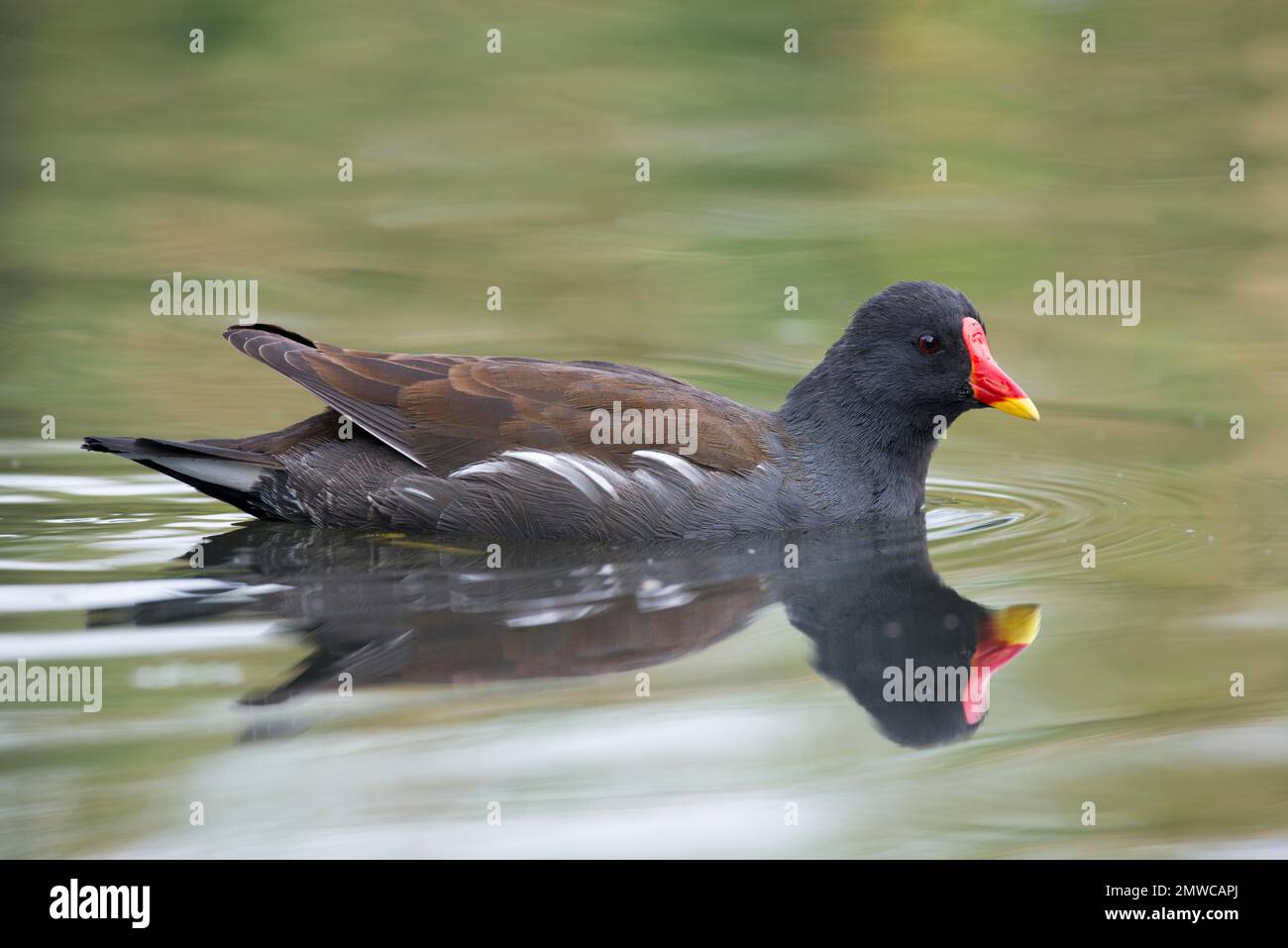 Common moorhen (Gallinula chloropus), North Rhine-Westphalia, Germany ...
