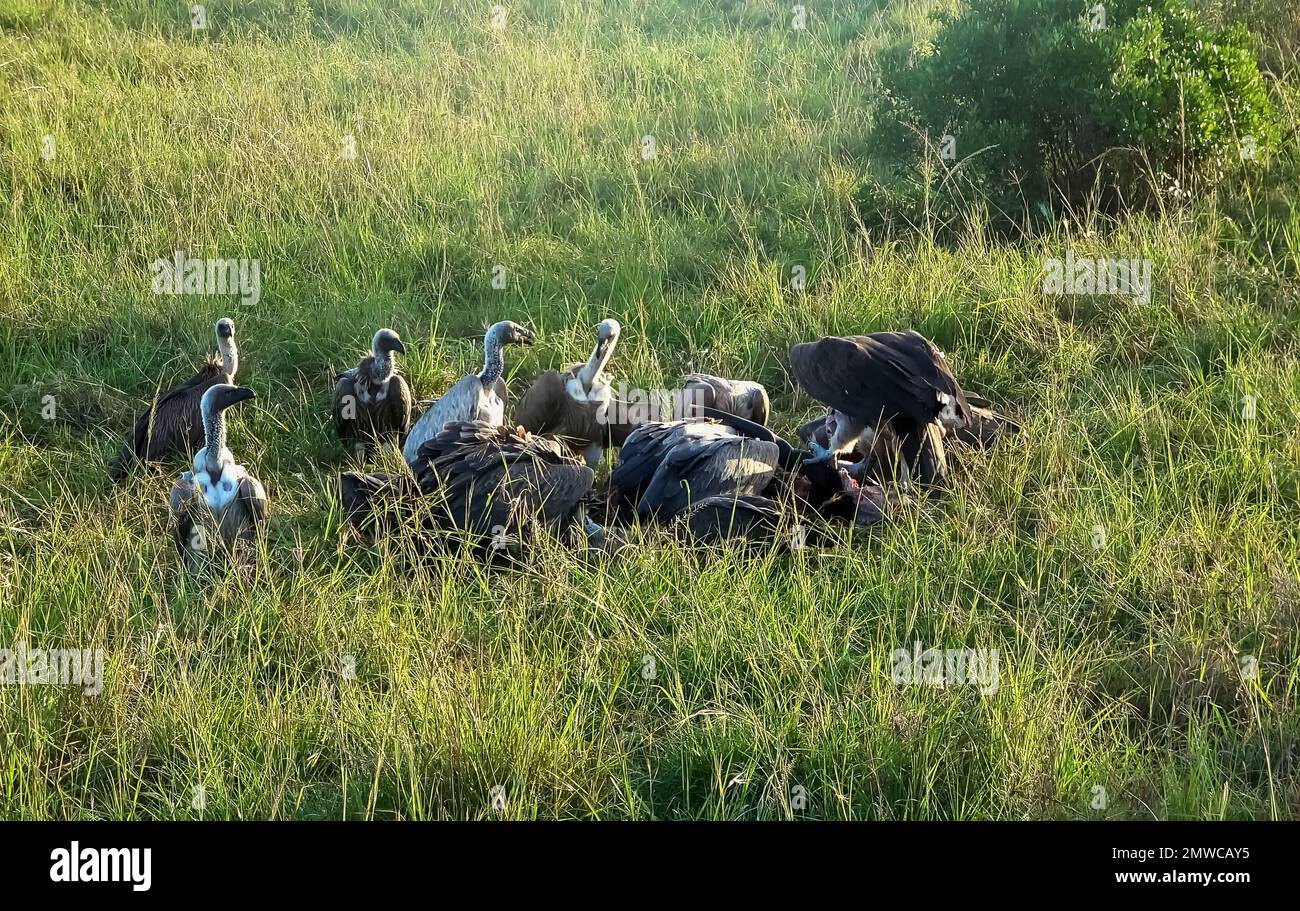 Vulture carcass rhinoceros hi-res stock photography and images - Alamy