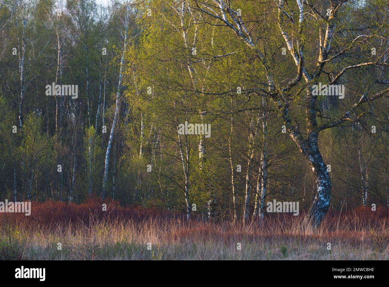 Warty birch (Betula pendula) and bog myrtle (Myrica gale) in a bog ...