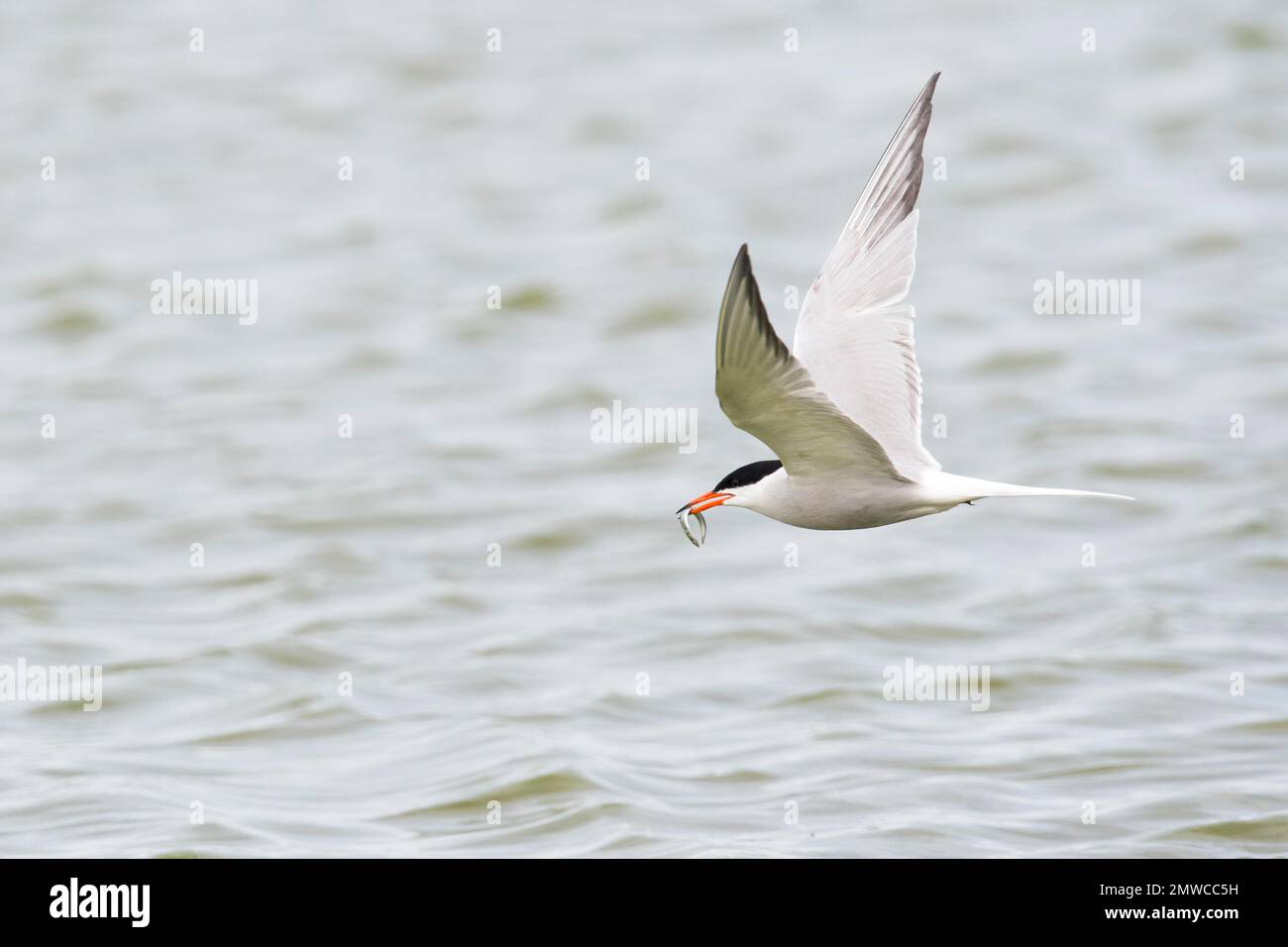 Common tern (Sterna hirundo), flying with fish in its beak, Texel ...