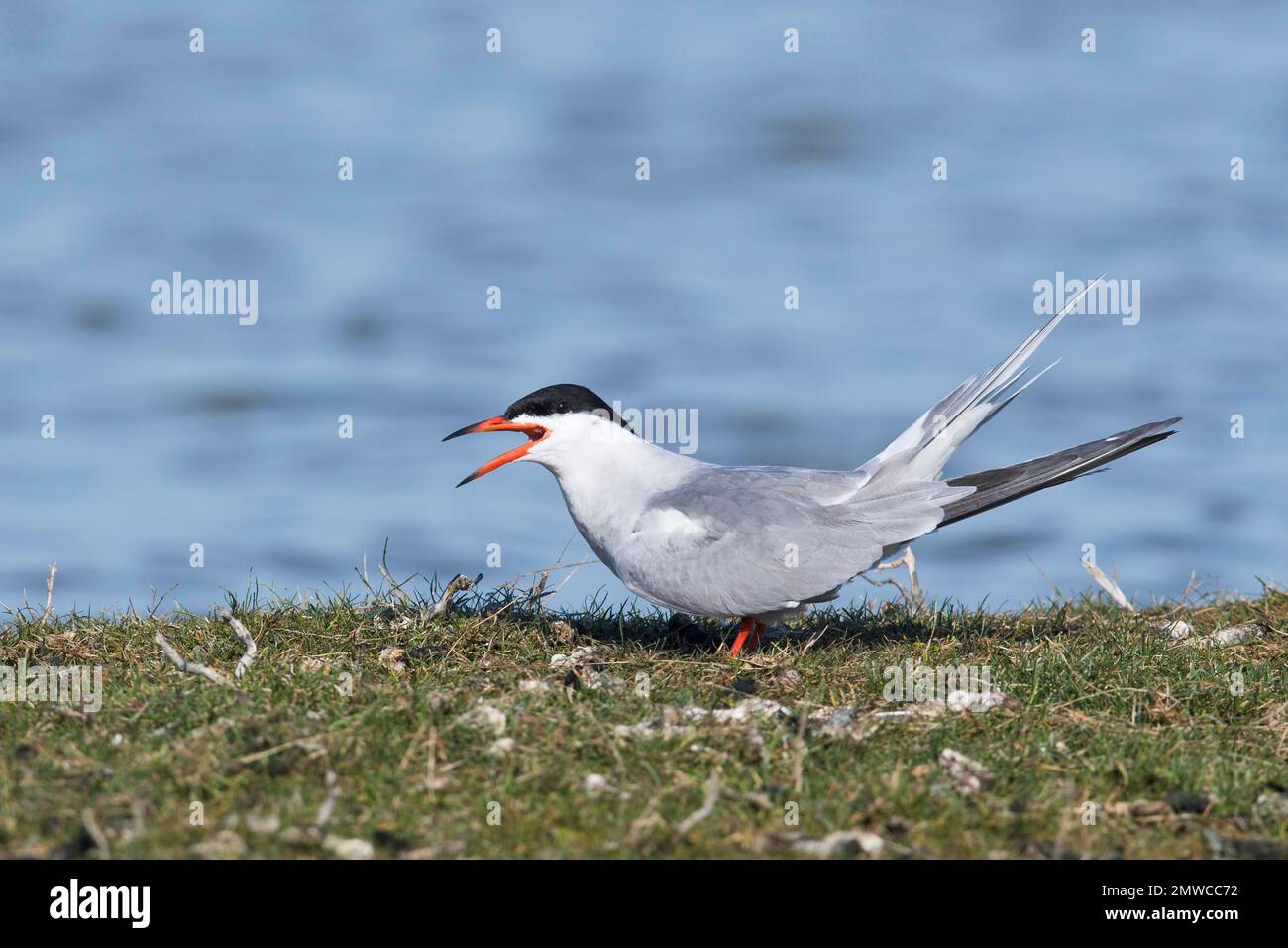 Common tern (Sterna hirundo), standing at the water's edge calling ...