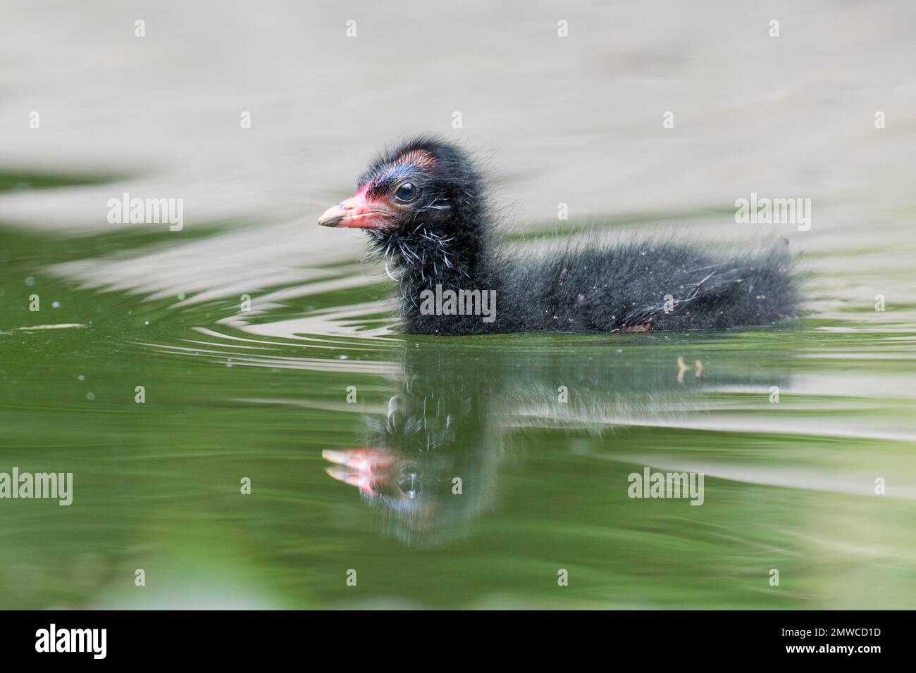 Common moorhen (Gallinula chloropus), young animal, Emsland, Lower ...