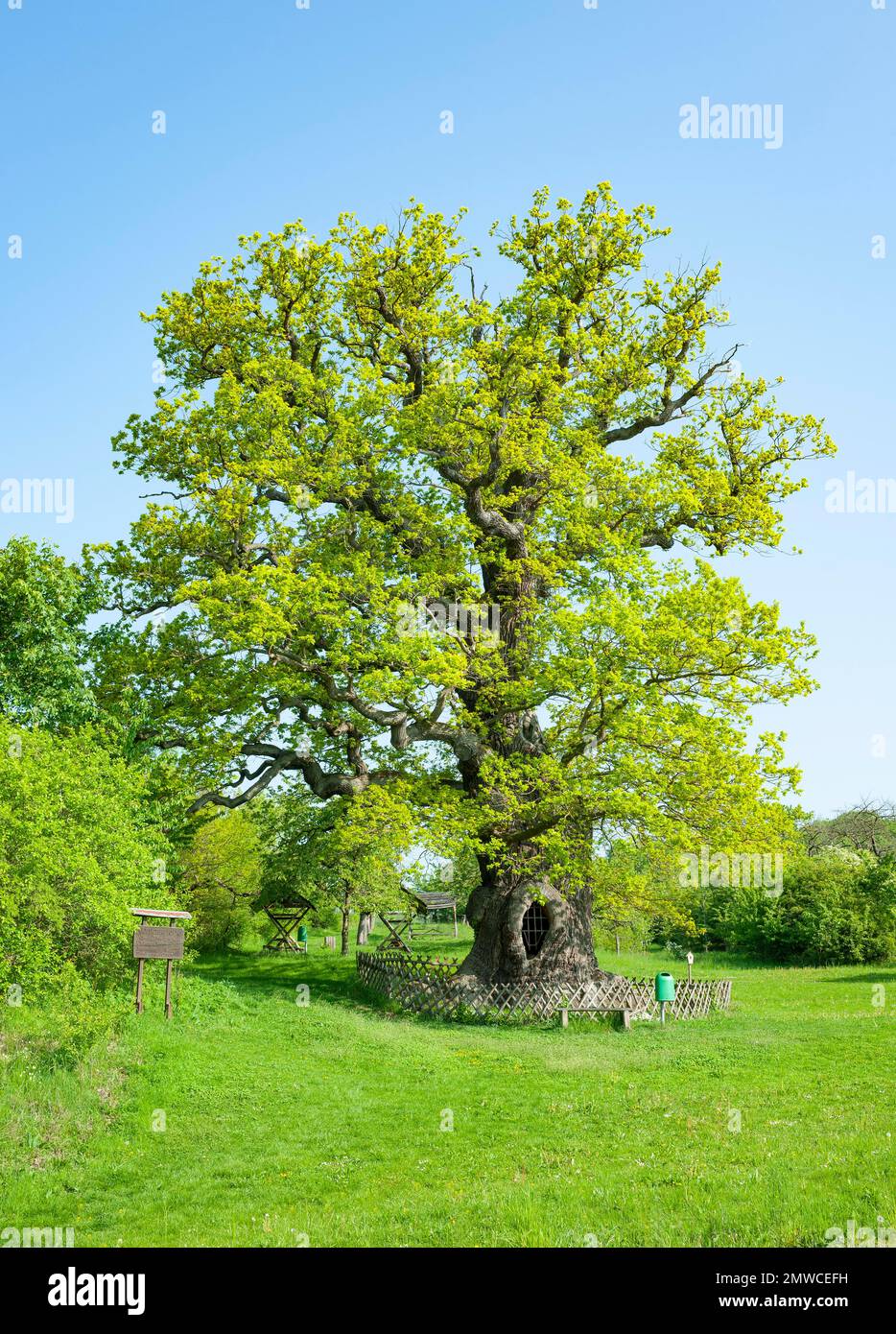 Royal oak, giant english oak (Quercus robur) in spring, natural ...