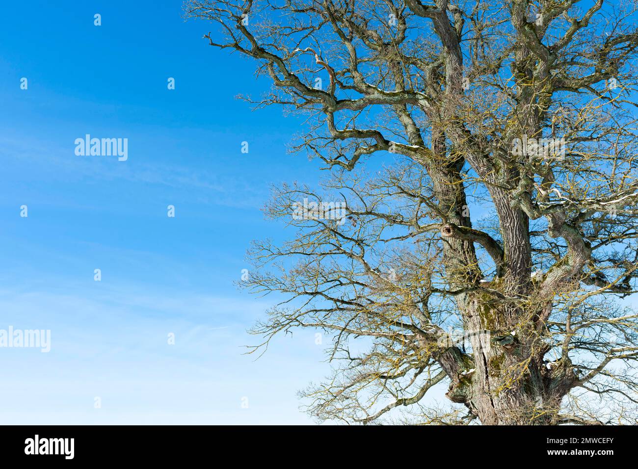 Tree crown of an old english oak (Quercus robur) in winter, Thuringia ...