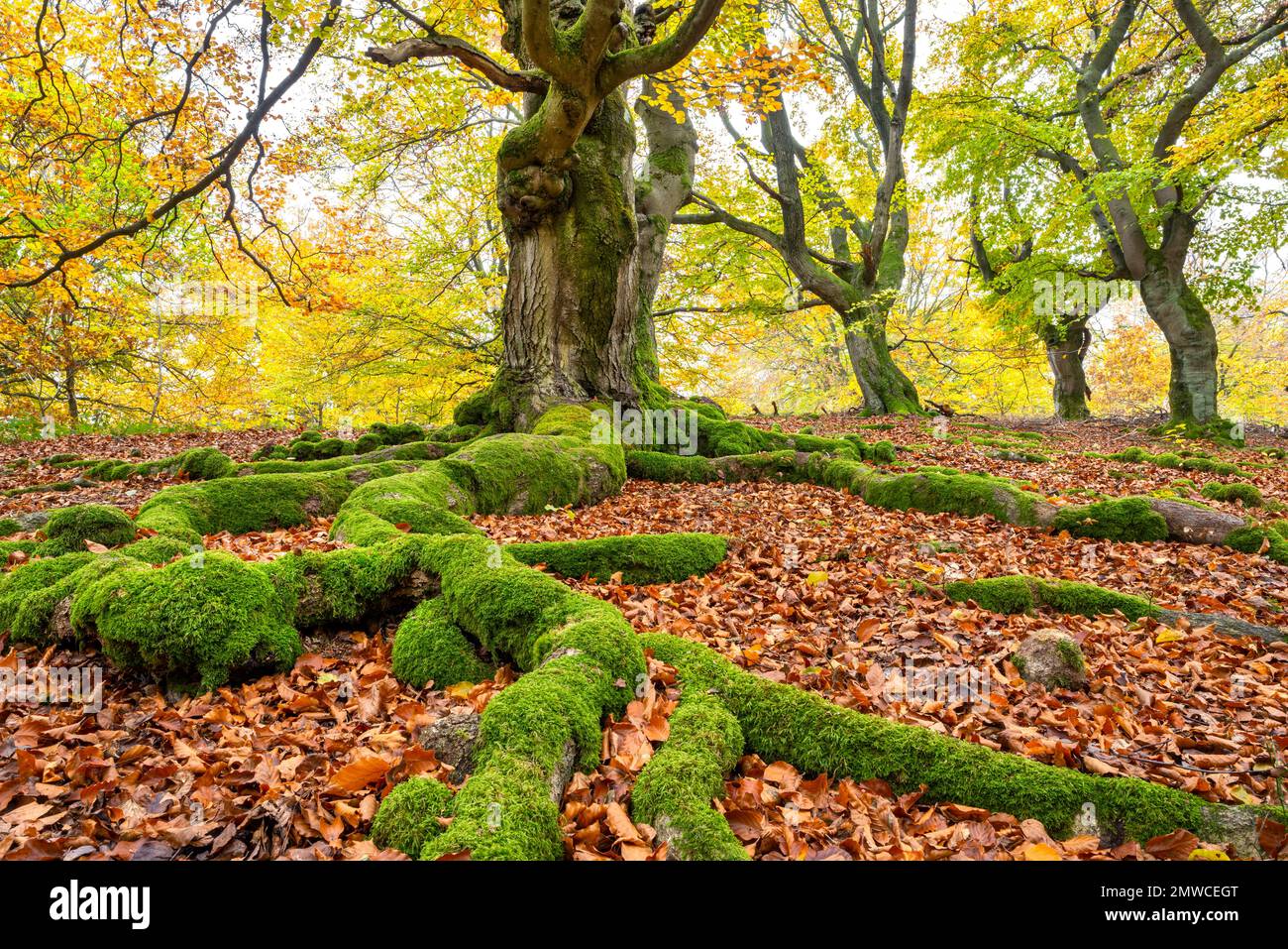 Common beech (Fagus sylvatica), hute beech, roots overgrown with moss ...