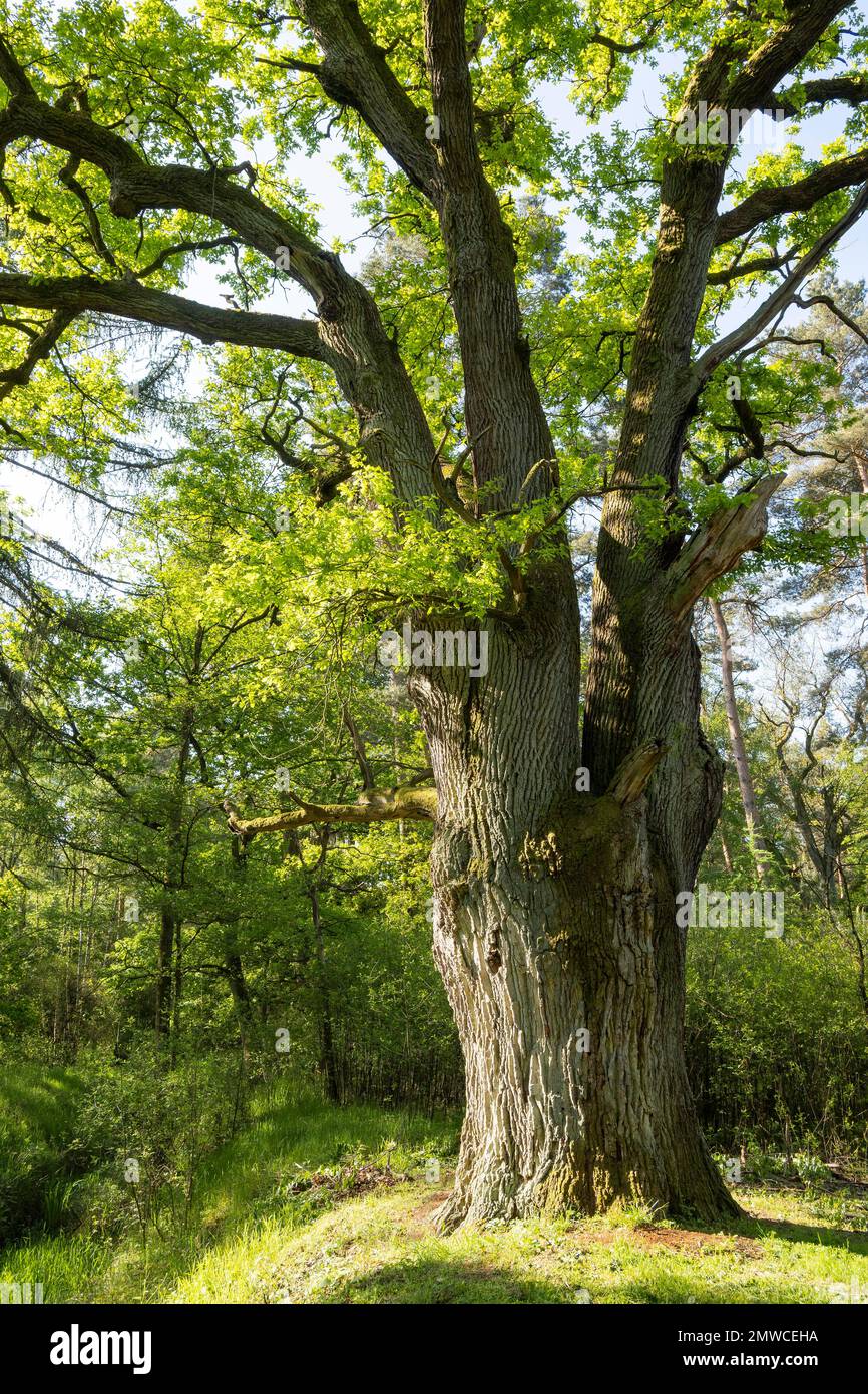 Old english oak (Quercus robur) in spring, Lower Saxony, Germany Stock ...