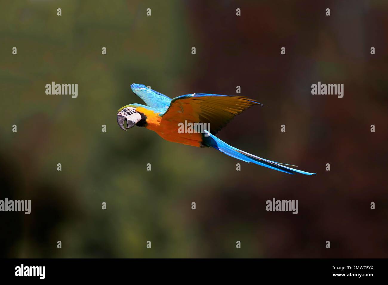 Blue and yellow macaw (Ara ararauna), adult, flying, calling, parrot ...