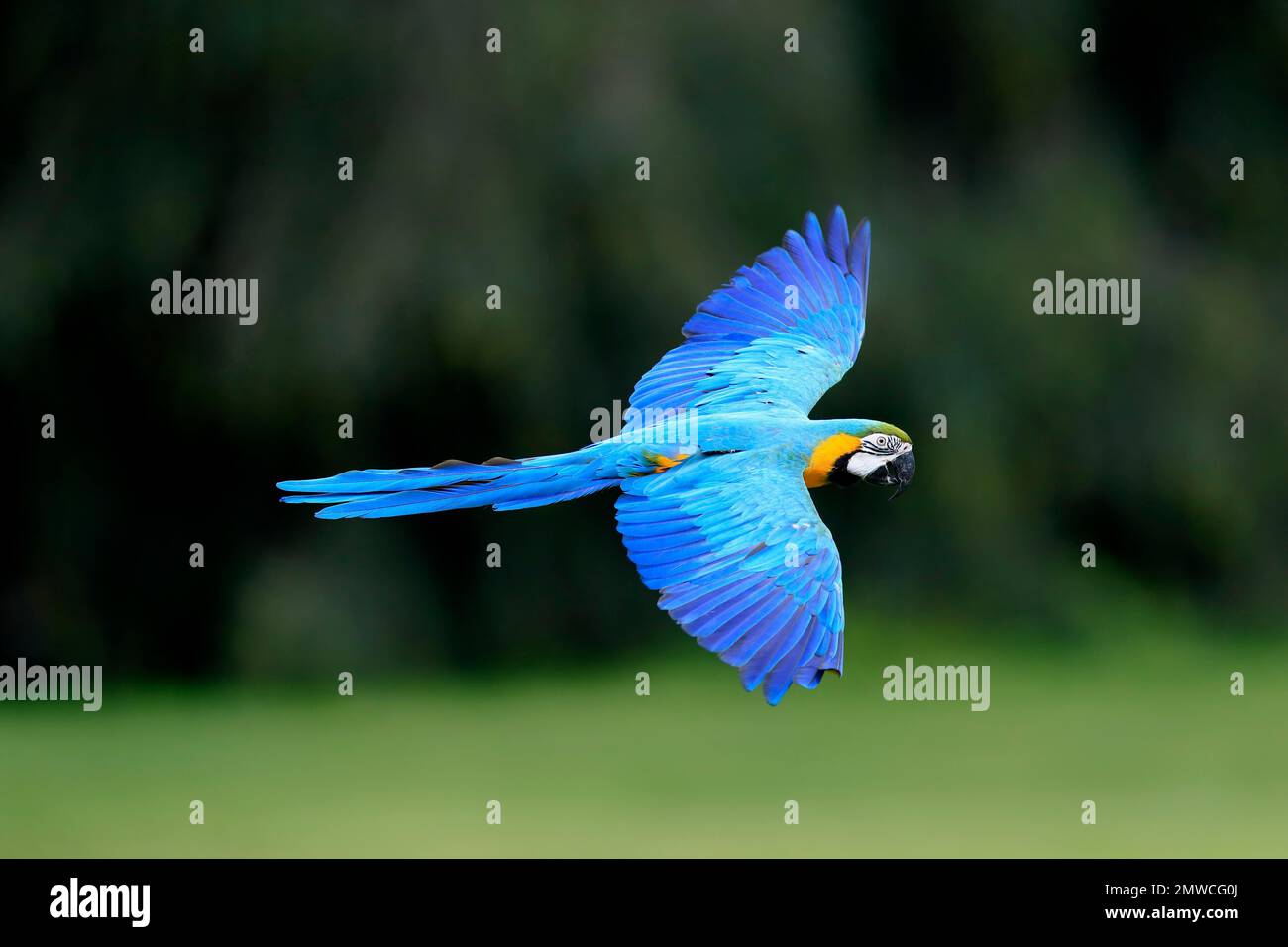 Blue and yellow macaw (Ara ararauna), adult, flying, parrot, Brazil ...