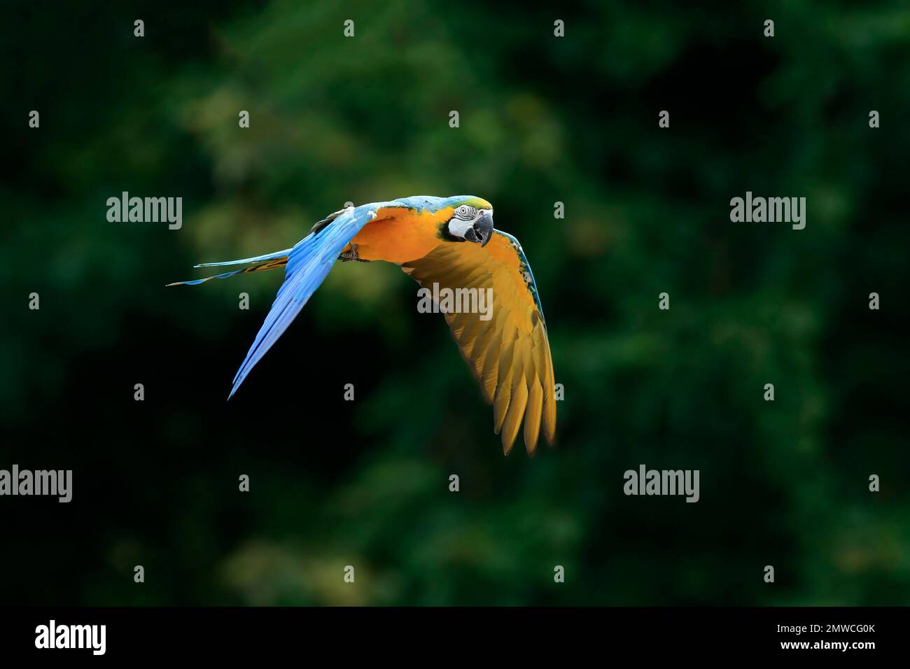 Blue and yellow macaw (Ara ararauna), adult, flying, parrot, Brazil ...