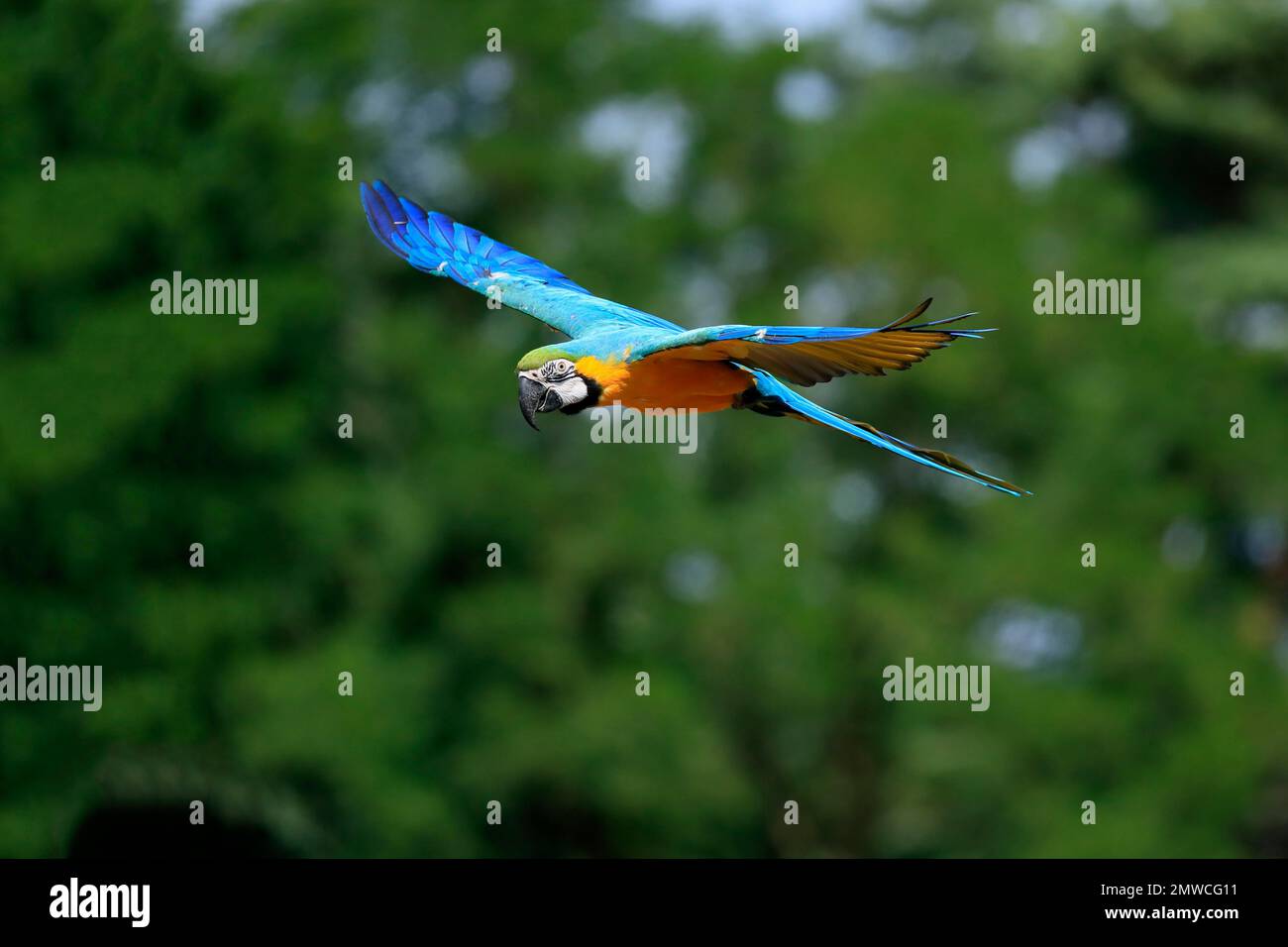 Yellow of brazil hi-res stock photography and images - Alamy