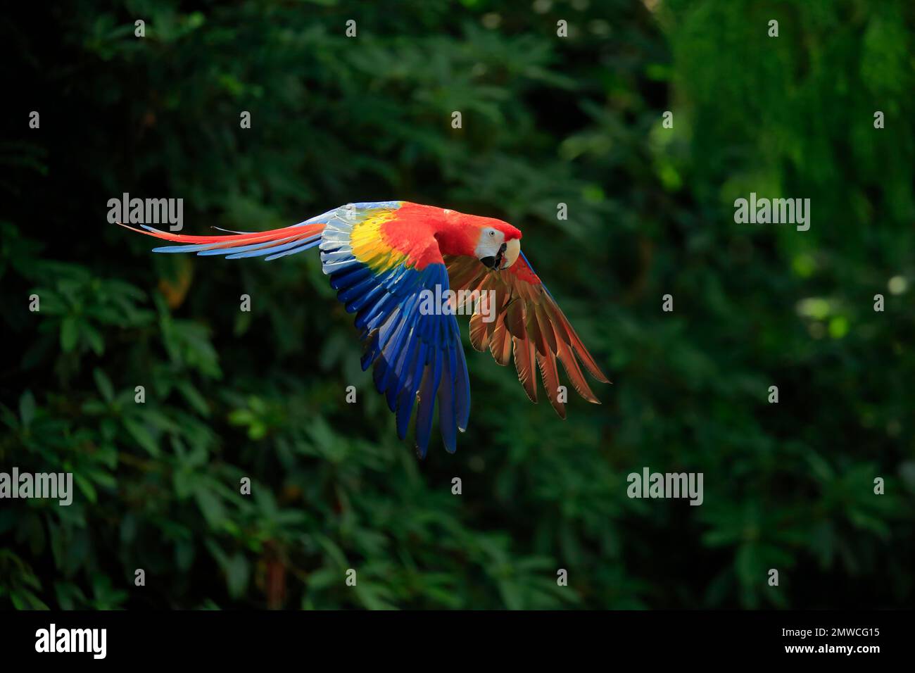 Scarlet macaw (Ara macao), adult, flying, parrot, Brazil Stock Photo ...