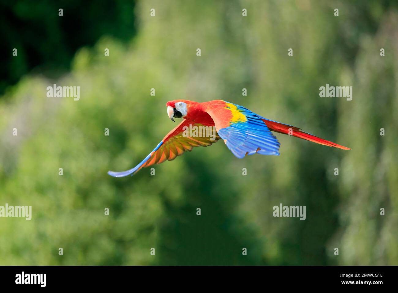Scarlet macaw (Ara macao), adult, flying, parrot, Brazil Stock Photo ...