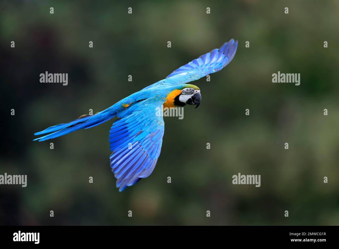 Yellow of brazil hi-res stock photography and images - Alamy