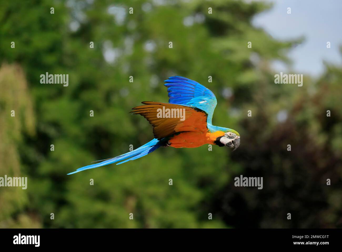 Blue and yellow macaw (Ara ararauna), adult, flying, parrot, Brazil ...