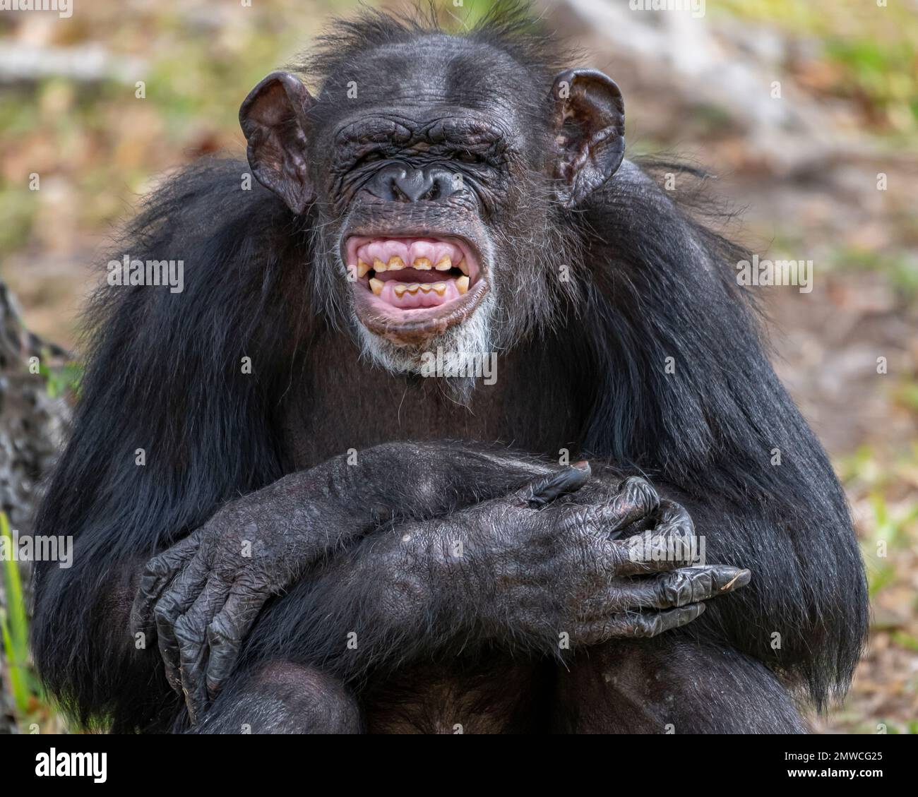 A closeup of a laughing chimpanzee with arms crossed Stock Photo - Alamy