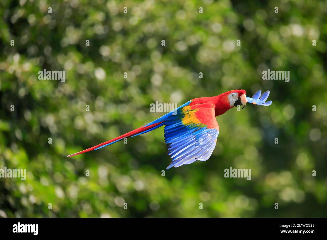 Scarlet macaw (Ara macao), adult, flying, parrot, Brazil Stock Photo ...