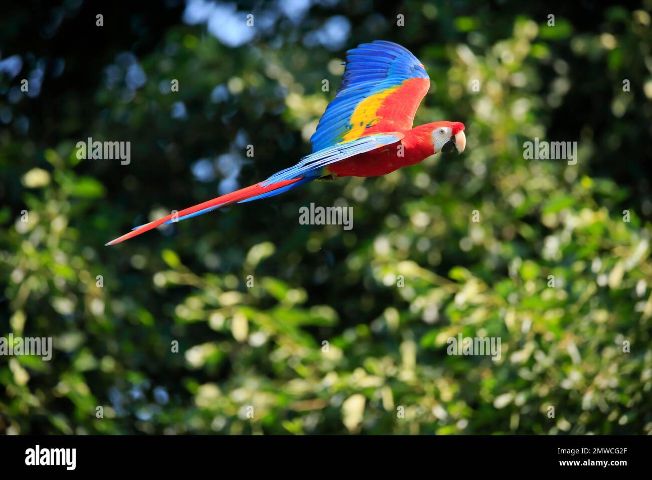 Scarlet macaw (Ara macao), adult, flying, parrot, Brazil Stock Photo ...