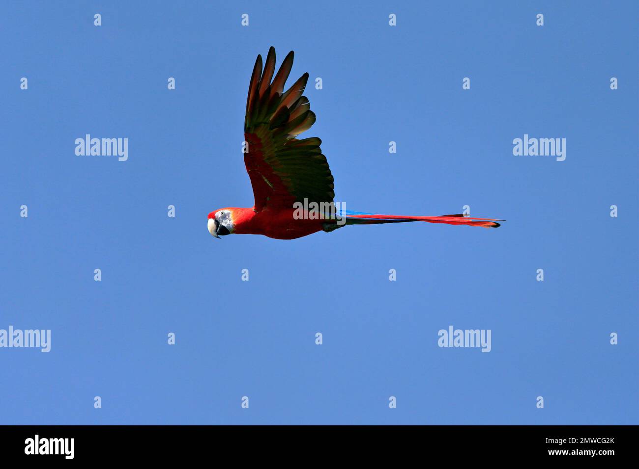 Scarlet macaw (Ara macao), adult, flying, parrot, Brazil Stock Photo ...