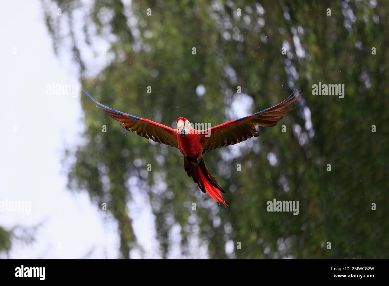 Scarlet macaw (Ara macao), adult, flying, parrot, Brazil Stock Photo ...