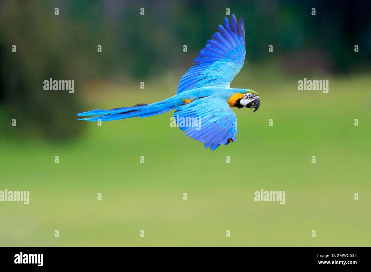 Blue and yellow macaw (Ara ararauna), adult, flying, parrot, Brazil Stock Photo - Alamy