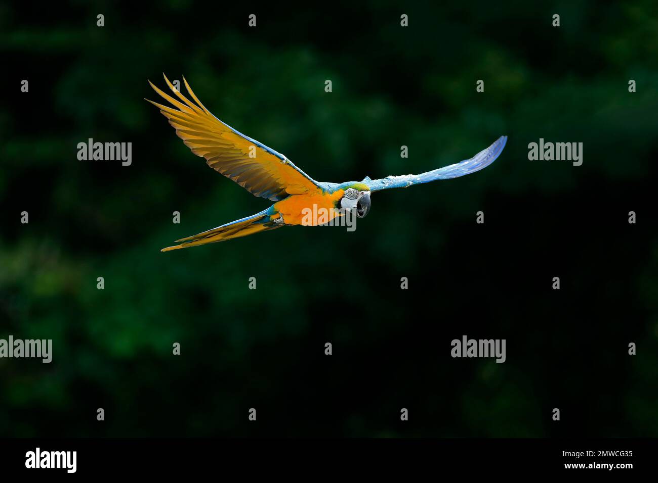 Blue and yellow macaw (Ara ararauna), adult, flying, calling, parrot ...