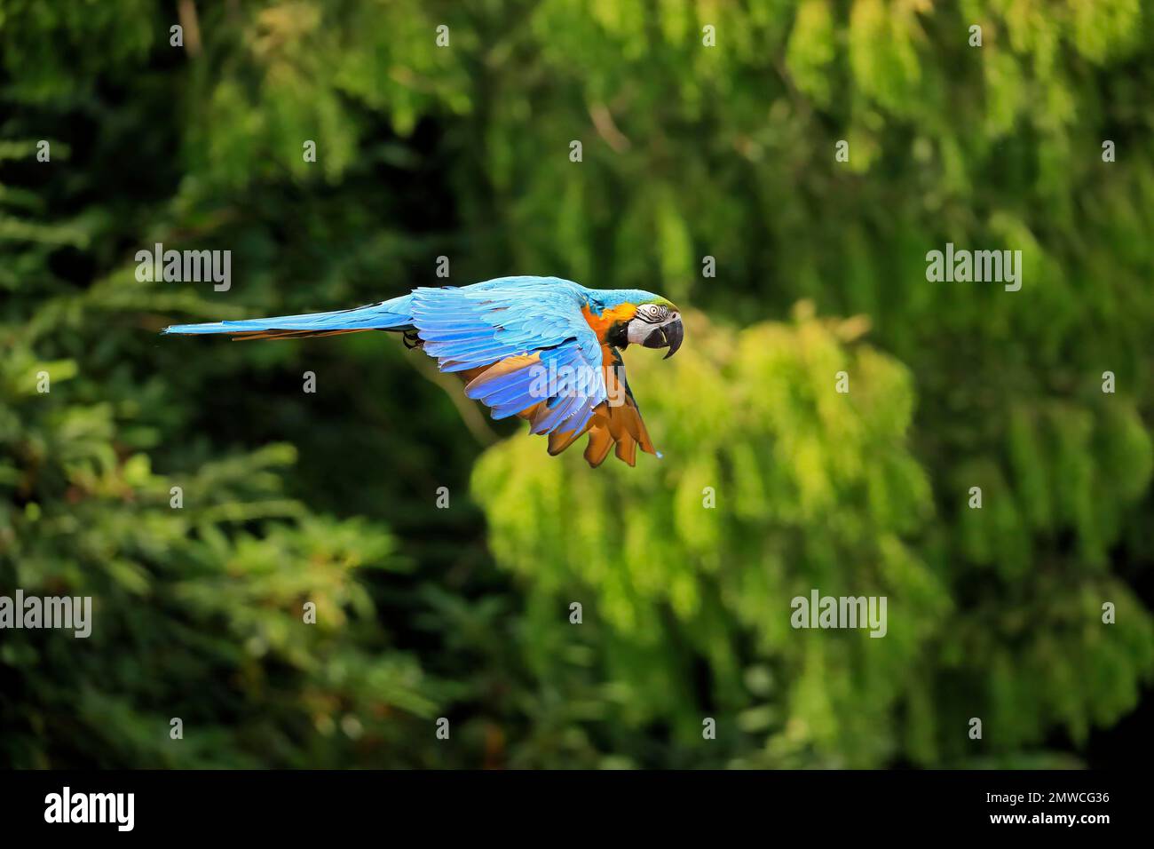 Blue and yellow macaw (Ara ararauna), adult, flying, parrot, Brazil ...