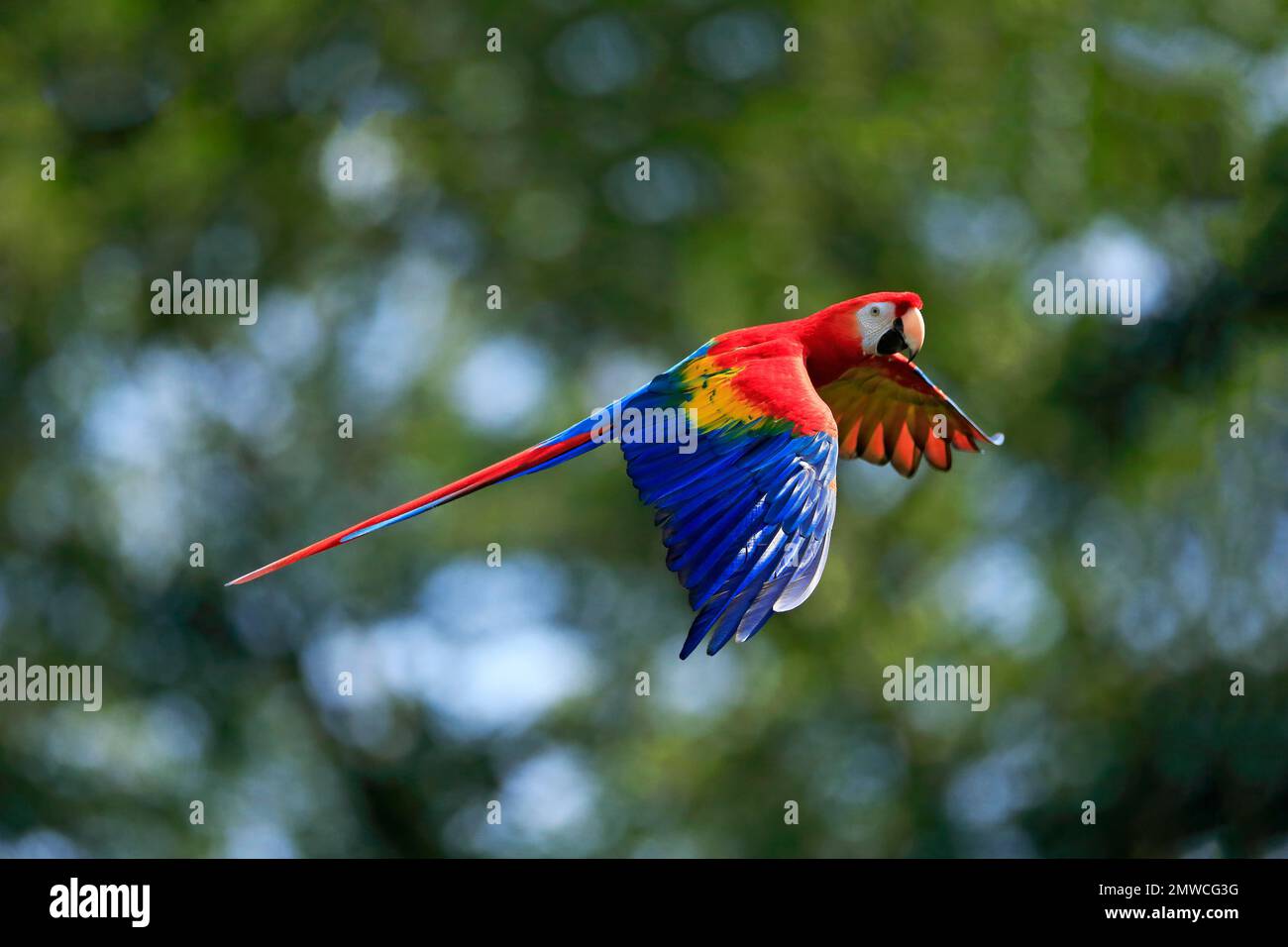 Scarlet macaw (Ara macao), adult, flying, parrot, Brazil Stock Photo ...