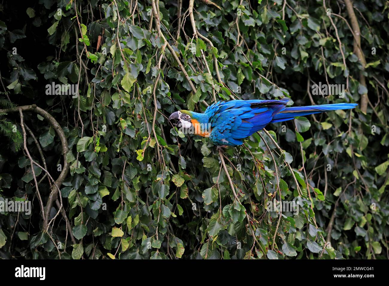 Blue and yellow macaw (Ara ararauna), adult, on tree, foraging, parrot ...