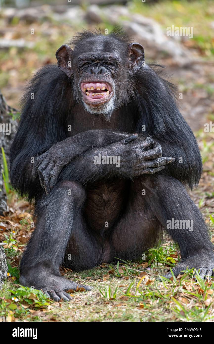 A vertical shot of a laughing chimpanzee while seated on the forest ...