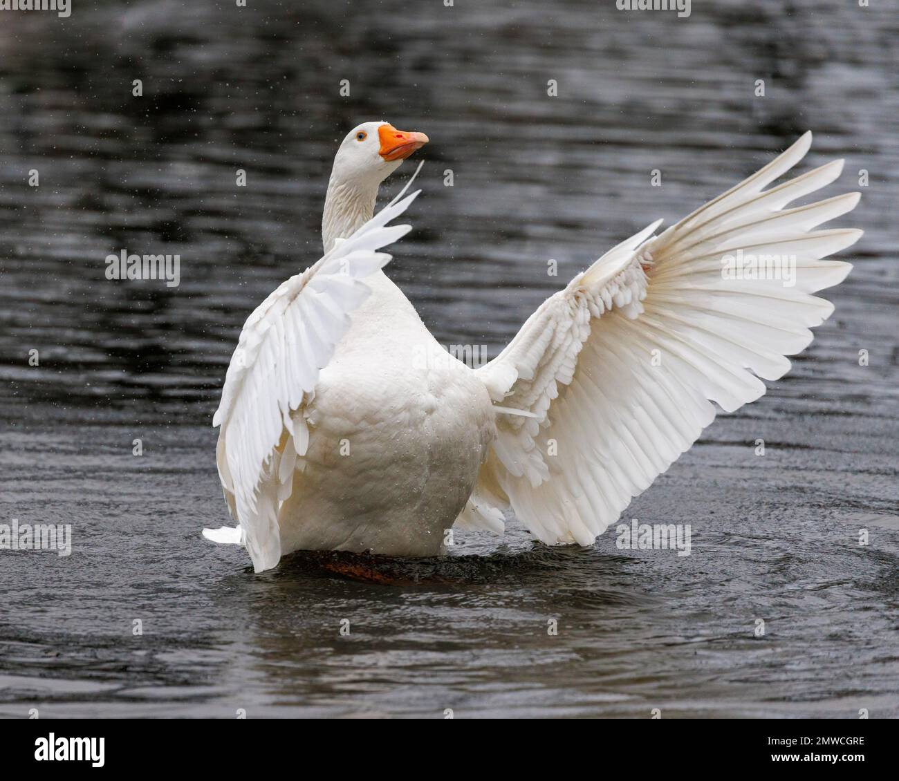 Europe goose hi-res stock photography and images - Alamy