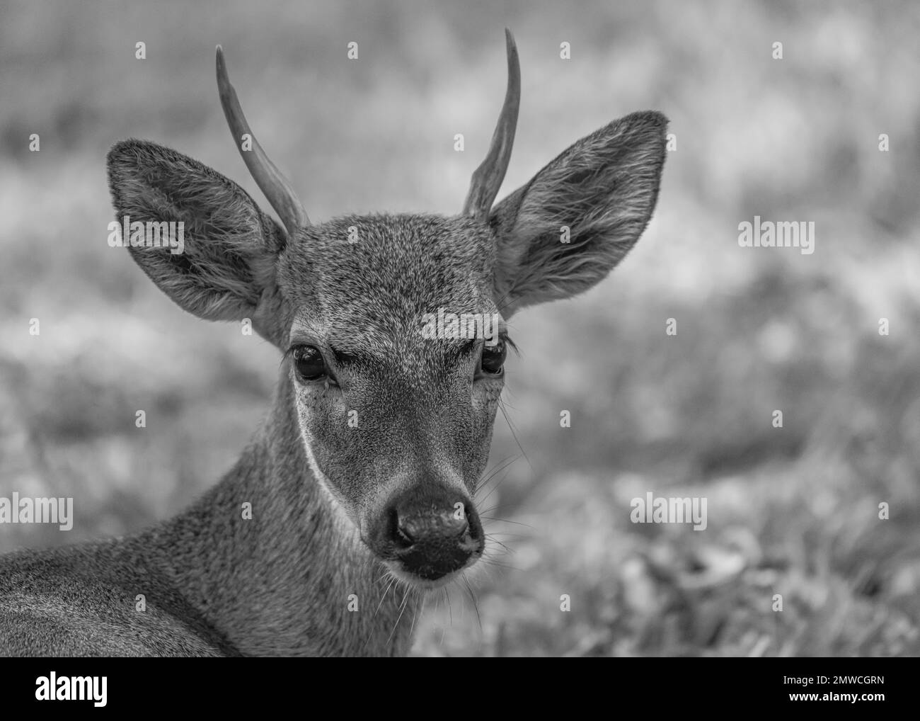 Short antler Black and White Stock Photos & Images - Alamy