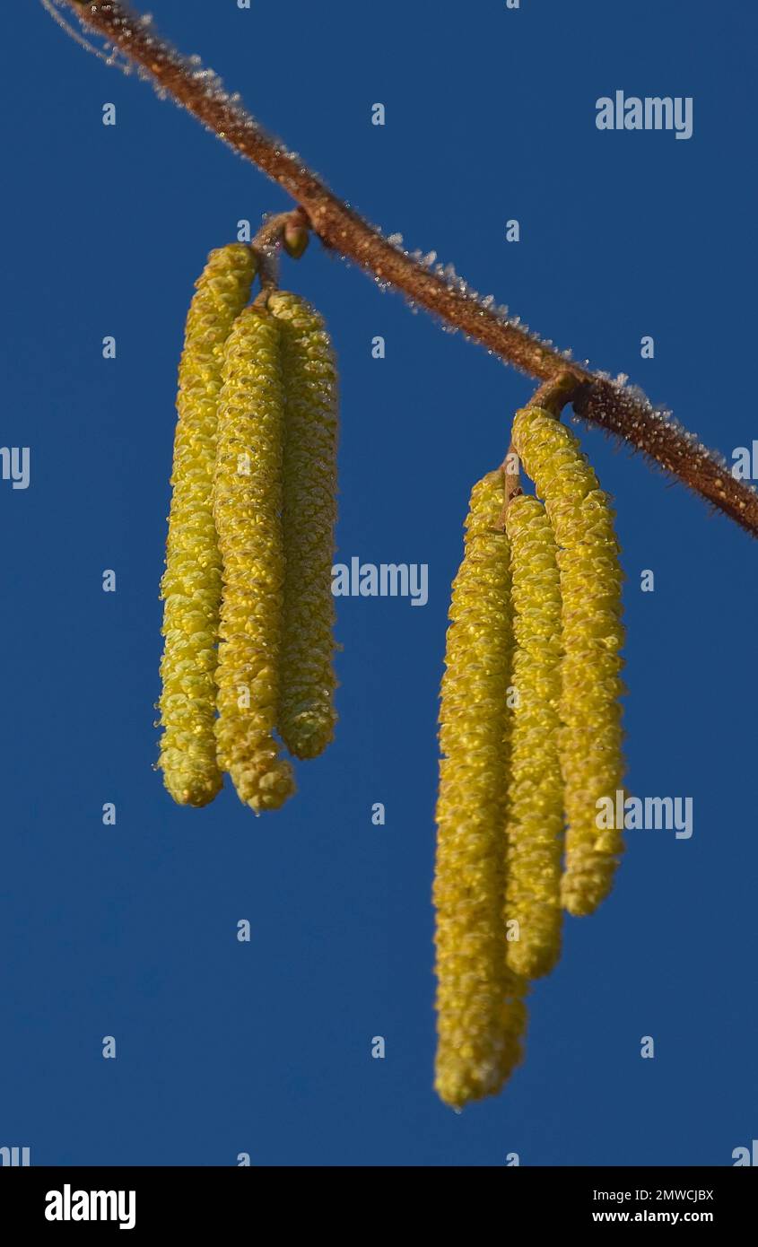 Male hazel flower hi-res stock photography and images - Alamy