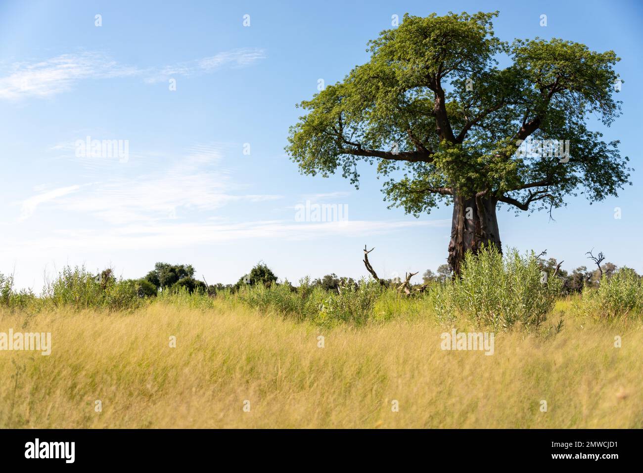 Baobab tree in green foliage, Mombo Camp, Okavango Delta, Masarwa ...