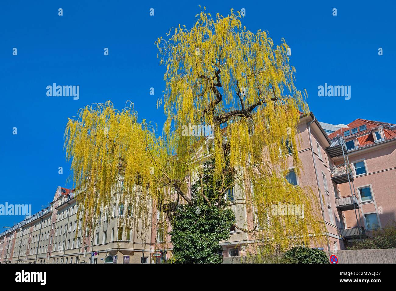 Climbing hydrangea hi-res stock photography and images - Alamy