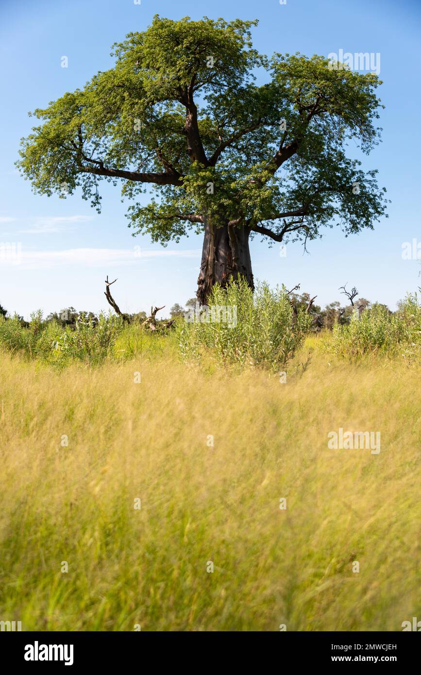 Baobab tree in green foliage, Mombo Camp, Okavango Delta, Masarwa ...