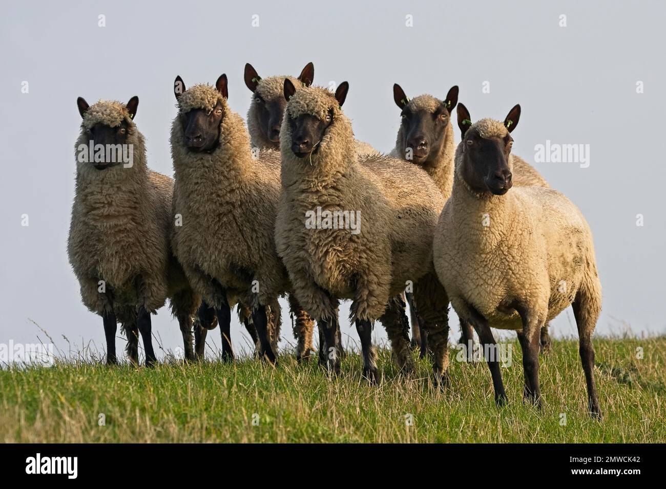 Suffolk sheep, domestic sheep breed with black face, island of Texel ...