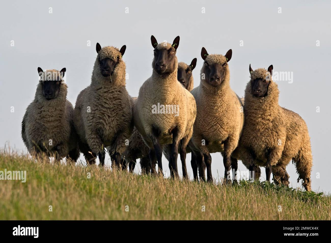 Suffolk sheep, domestic sheep breed with black face, island of Texel ...