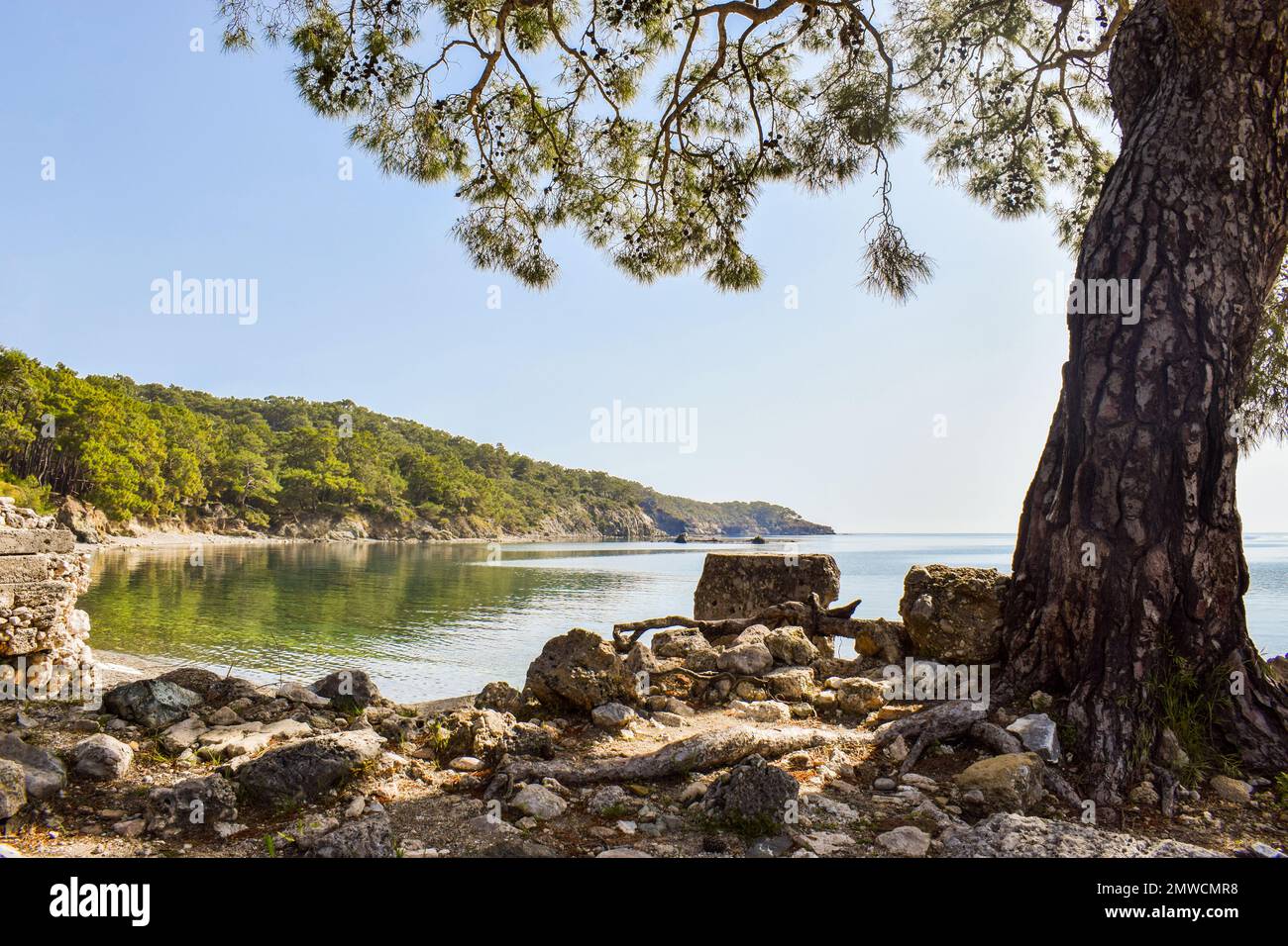 A pond view with stones and green trees on the beach, sunny day Stock ...