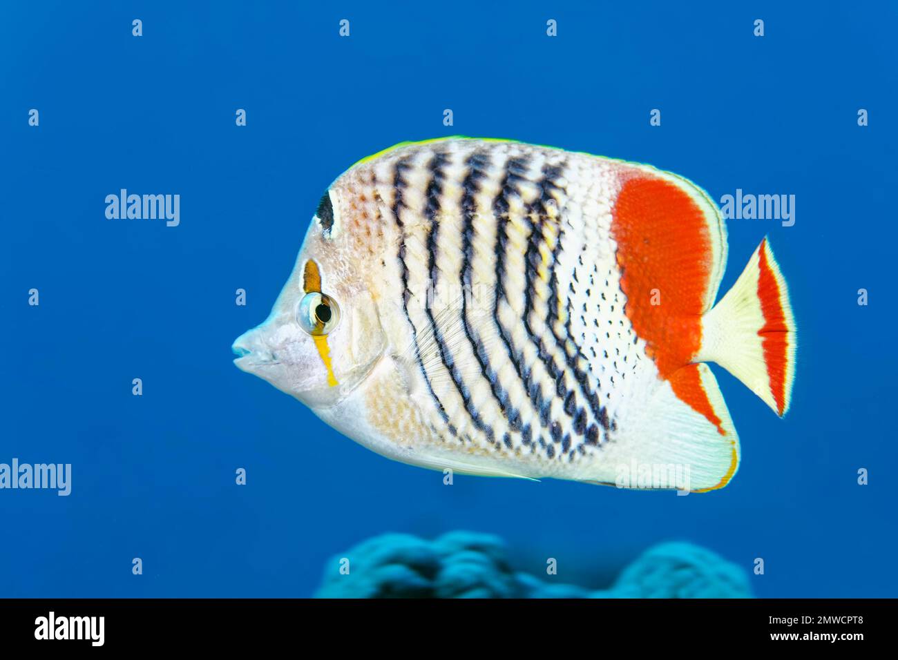 Eritrean butterflyfish (Chaetodon paucifasciatus), Ras Muhammed ...