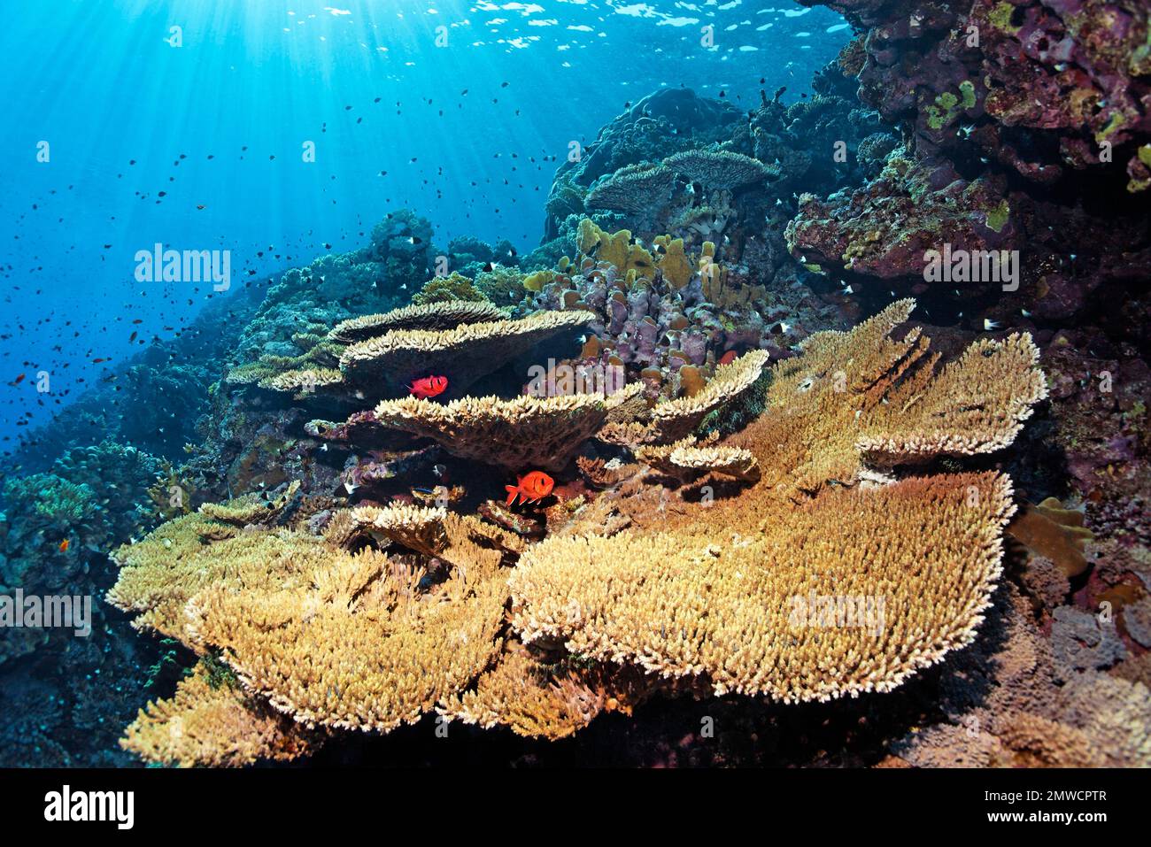 Acropora table coral (Acropora hyacincthus) on backlit coral reef wall ...