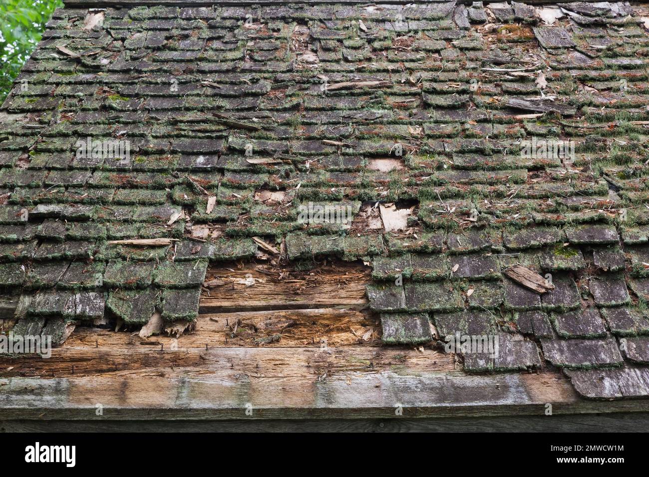 Green Moss (Bryophyta) and Lichen growing on old cedar shingles roof of ...
