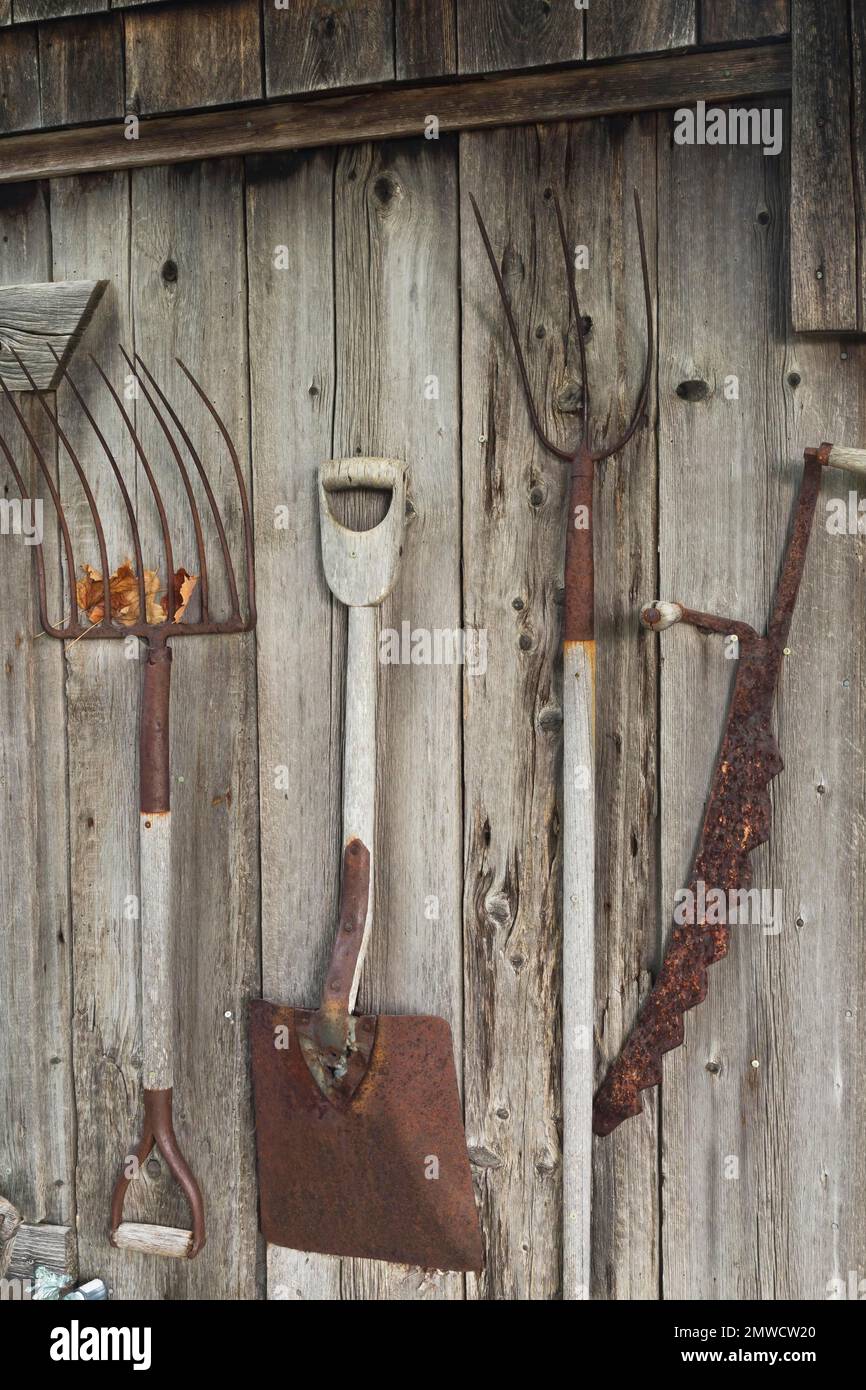 Antique hand tools displayed on exterior wall of old rustic wood plank ...