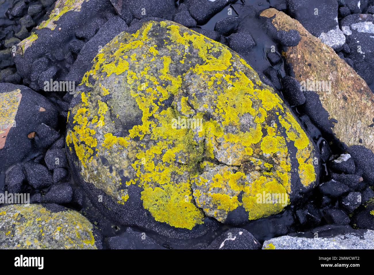 Common orange lichen (Xanthoria parietina) on a stone, Lower Saxony ...