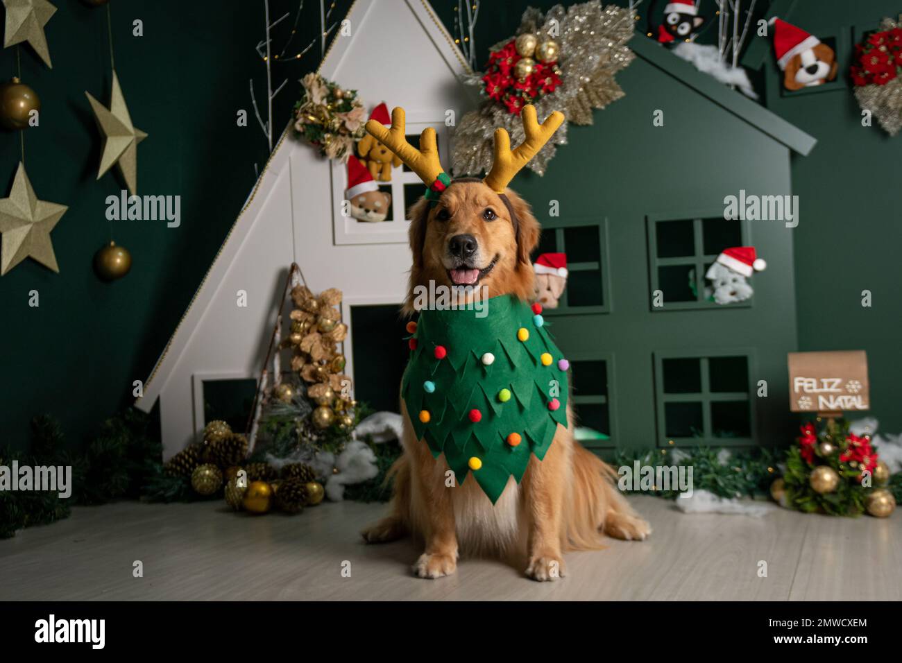 Golden retriever dog dressed in hi-res stock photography and images - Alamy