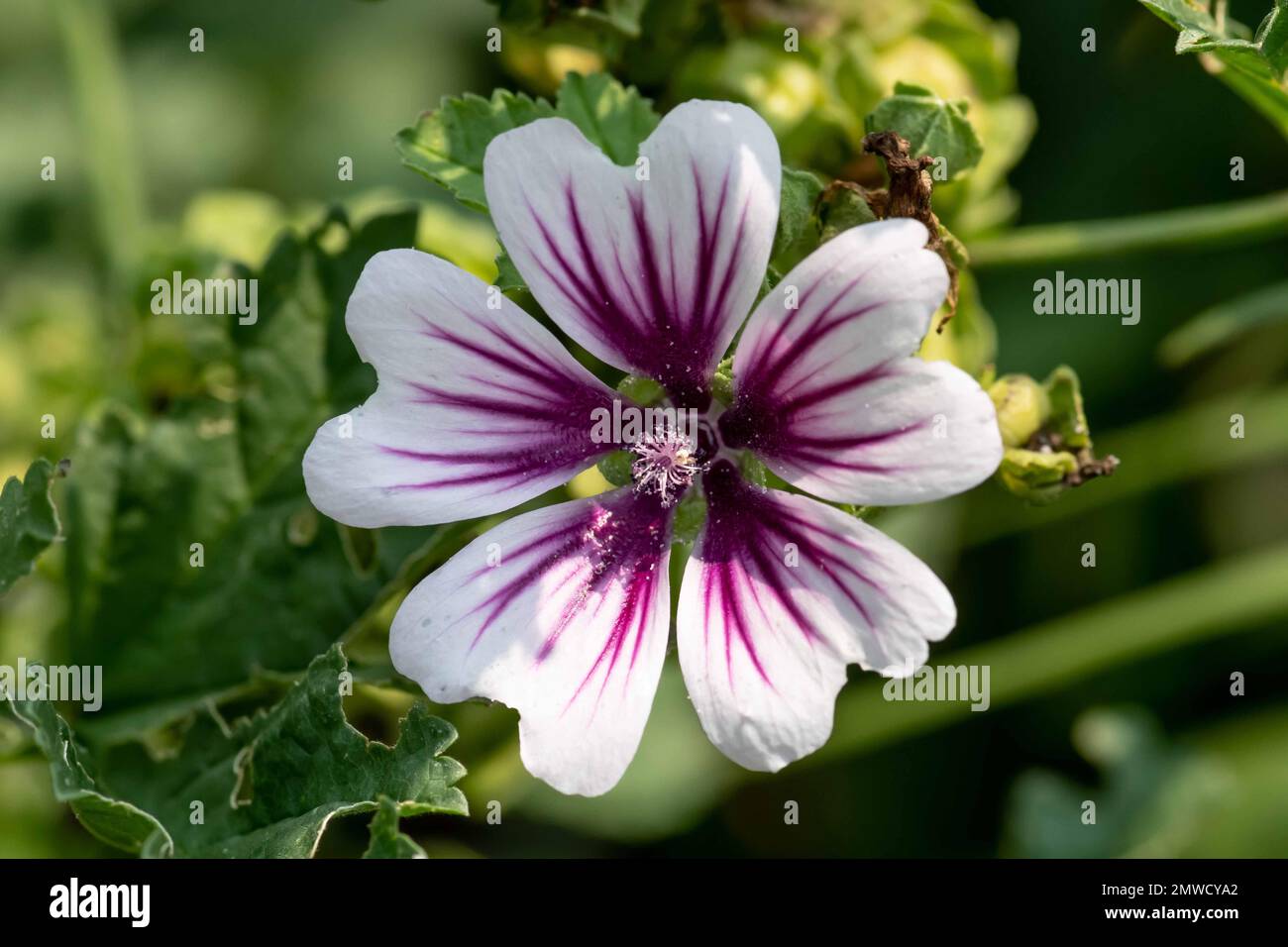 A closeup shot of a beautiful Common Mallow flower (Malva Sylvestris ...